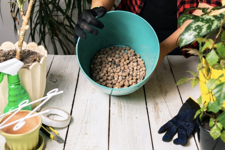 Coffee plant care: watering, fertilising & more - Plantura