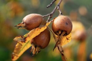 Medlar: planting & propagating Mespilus germanica - Plantura