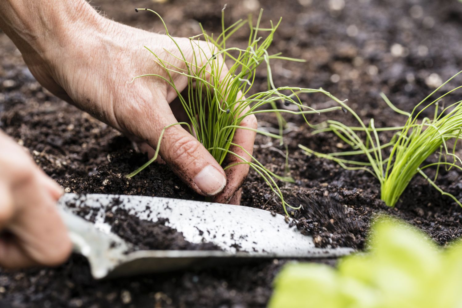 How to grow chives: how & where to plant them - Plantura