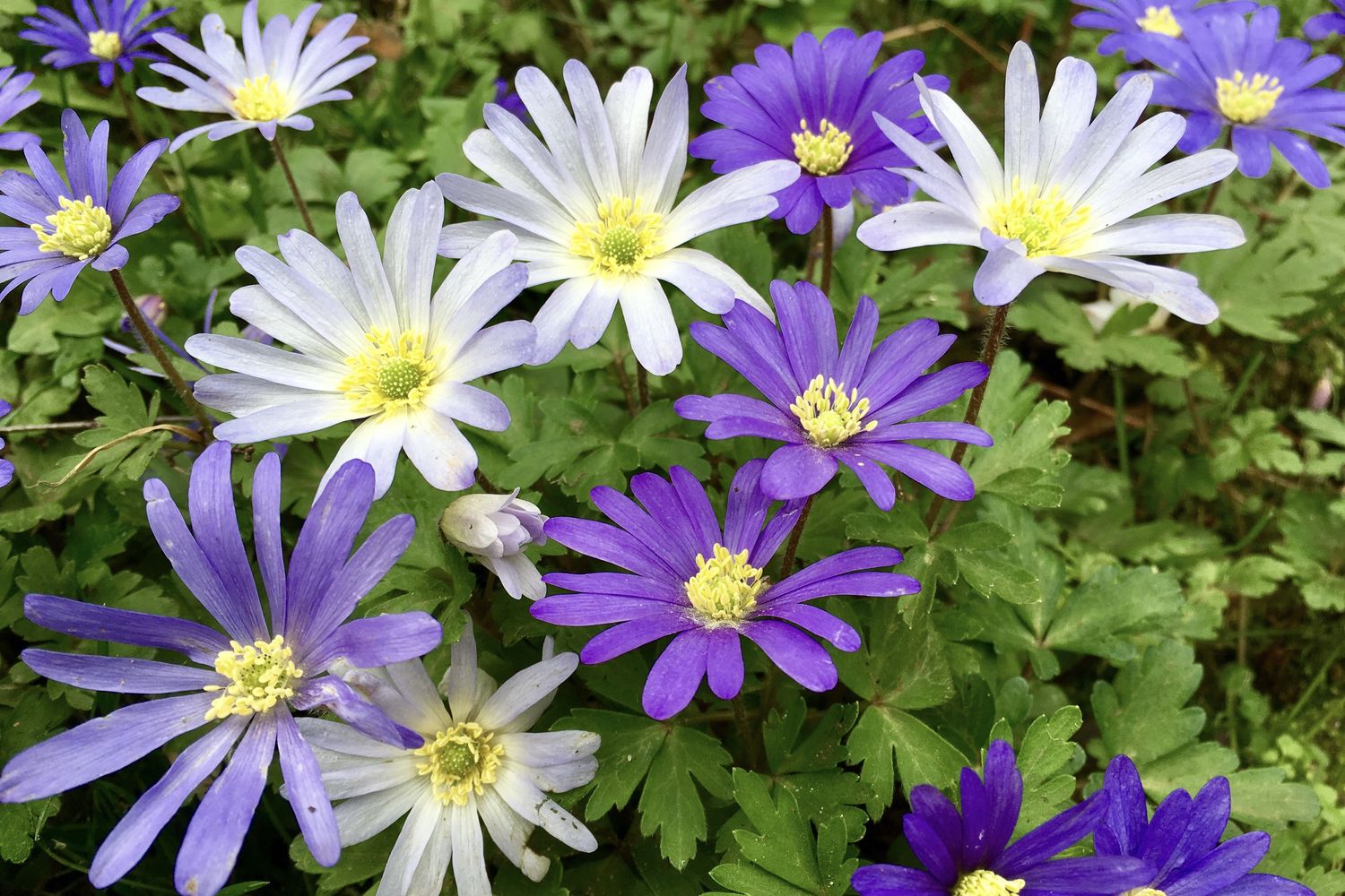 Spring flowering plants: top 15 spring blooms - Plantura