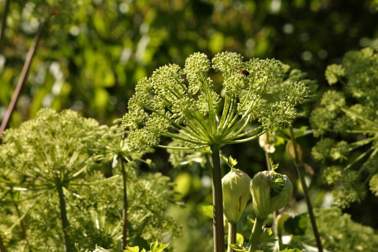Angelica: varieties, care & uses - Plantura