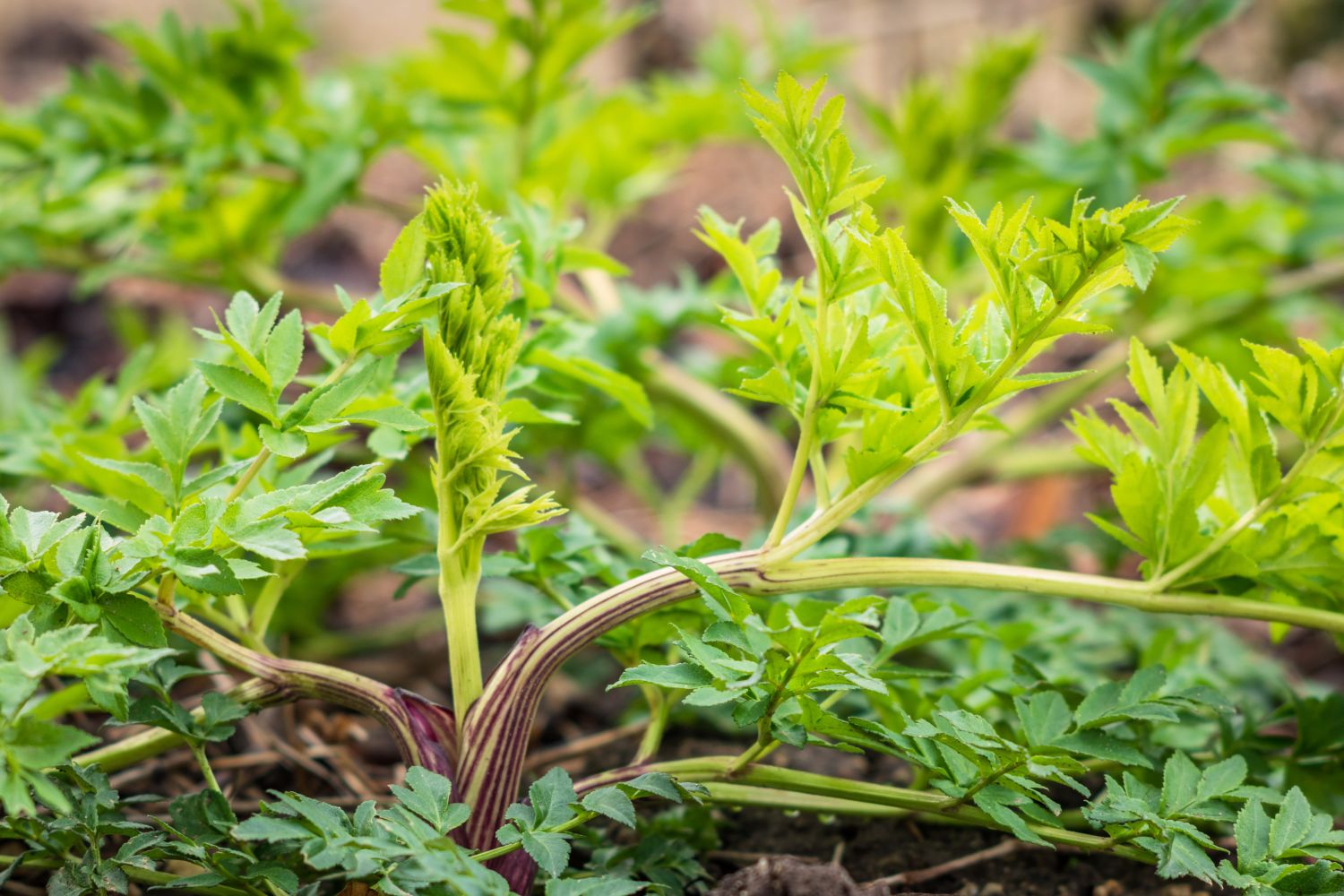 Angelica: varieties, care & uses - Plantura
