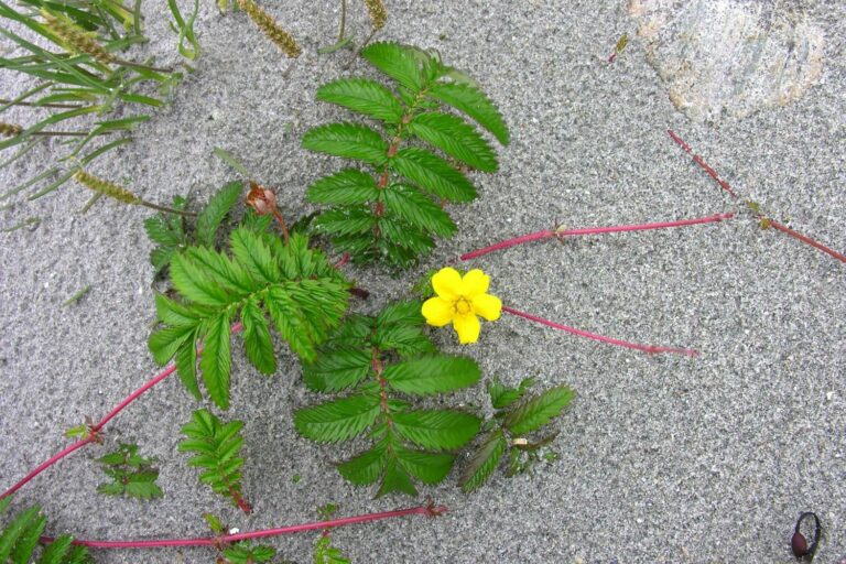 Silverweed: growing, control & uses - Plantura