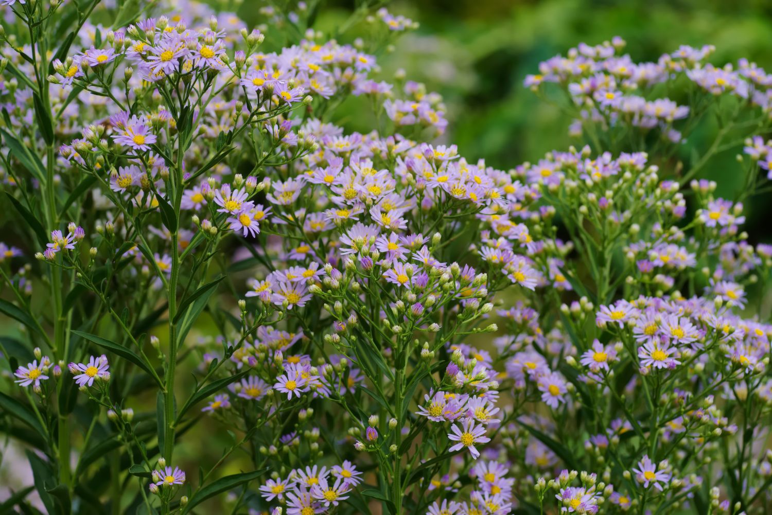 Asters: how to grow, prune & propagate - Plantura