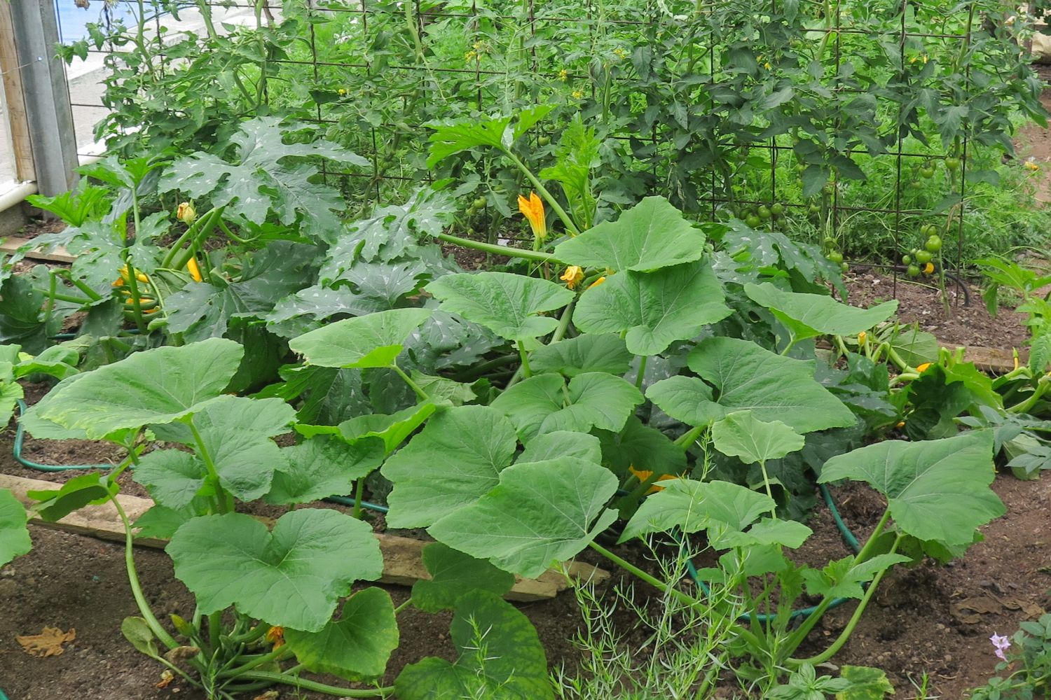 Courgette companion planting guide - Plantura