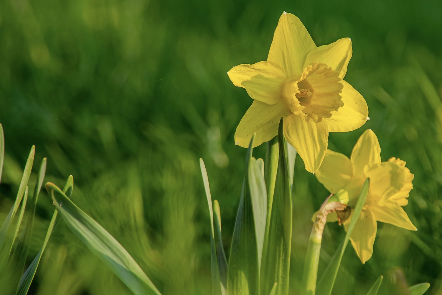 Spring flowering plants: top 15 spring blooms - Plantura