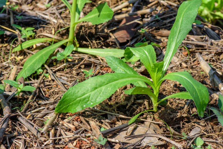 Safflower: benefits, uses & planting - Plantura