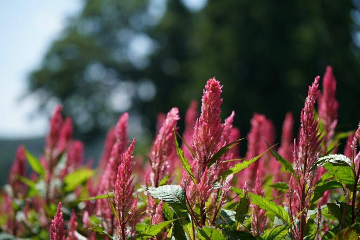 Celosia: plant care & the most beautiful varieties - Plantura