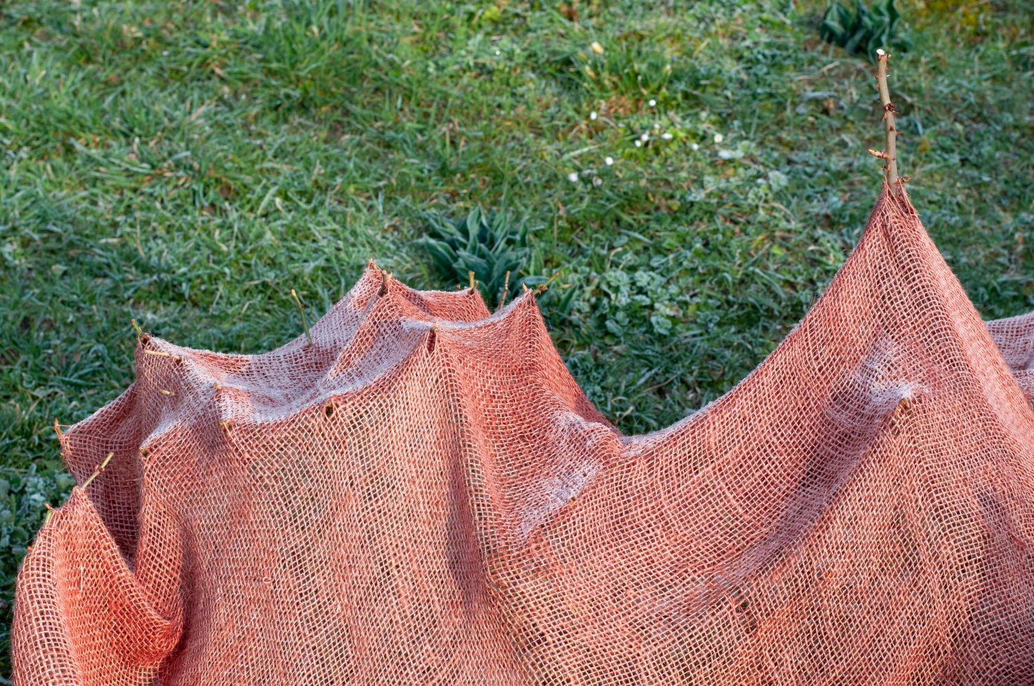 How to protect your plants from frost - Plantura