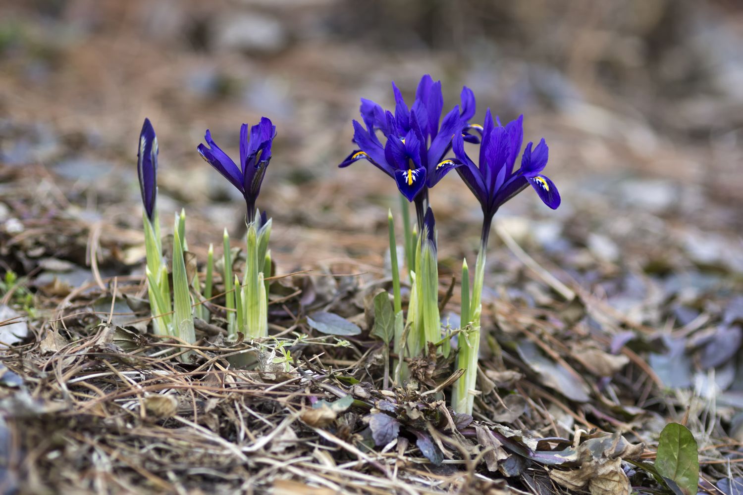 Spring flowering plants: top 15 spring blooms - Plantura