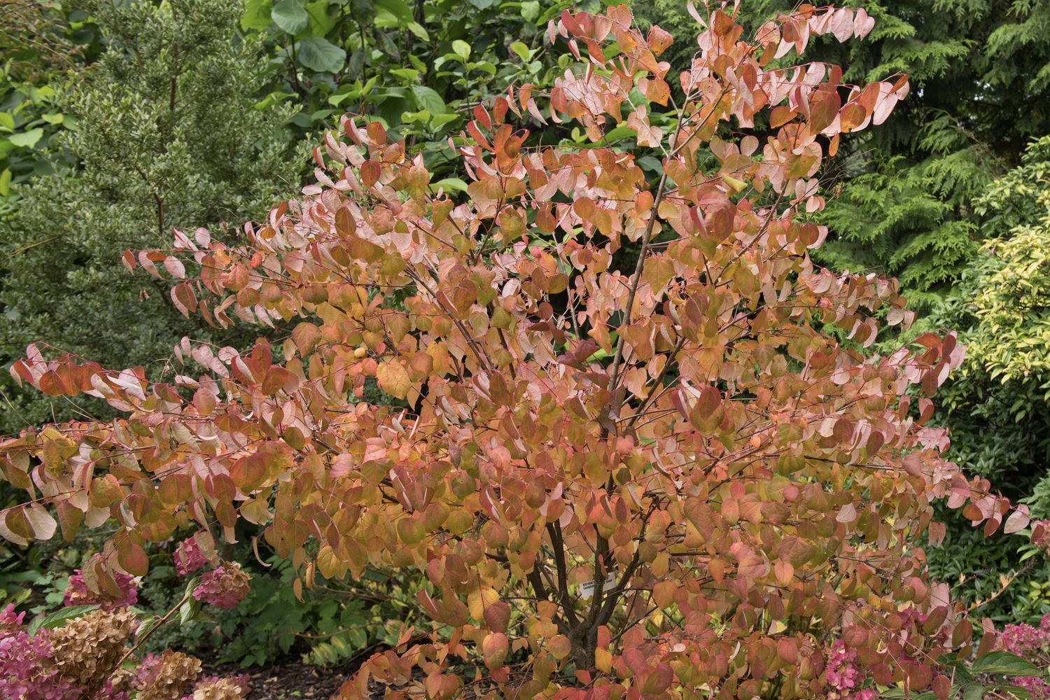 Katsura tree: varieties, aroma & autumn colour - Plantura