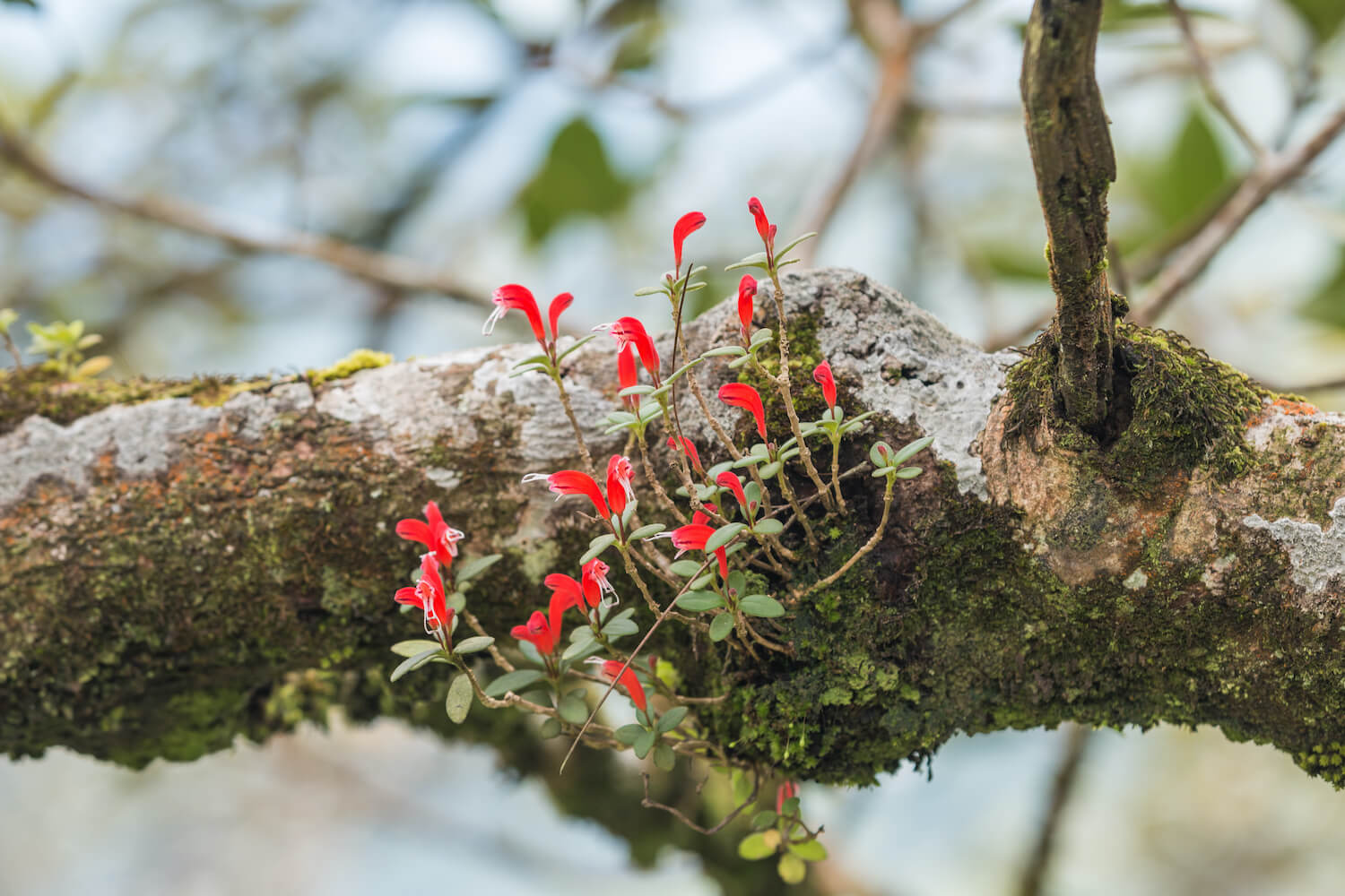 Lipstick plant: care, propagation & species - Plantura
