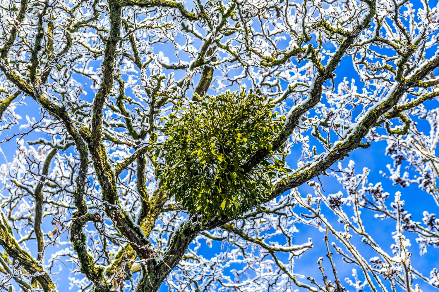 Mistletoe: traditions, harvest & growing your own - Plantura