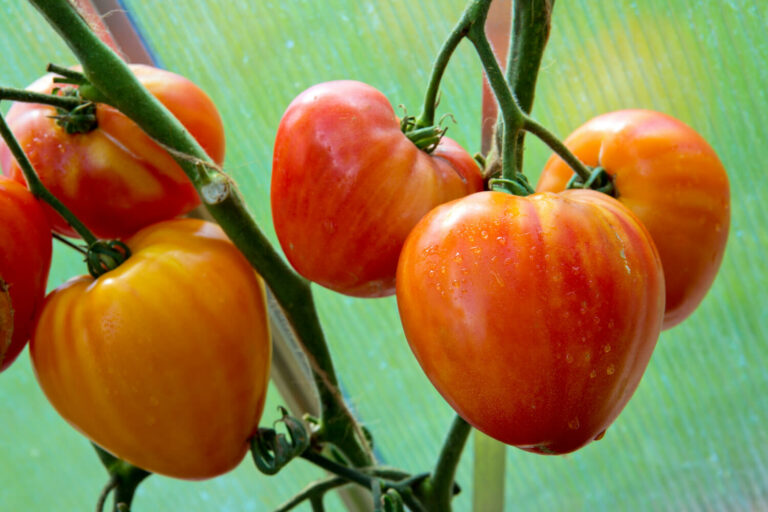 Orange Russian tomato: cultivation & harvest - Plantura