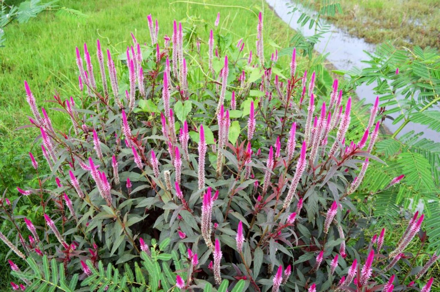 Celosia: plant care & the most beautiful varieties - Plantura