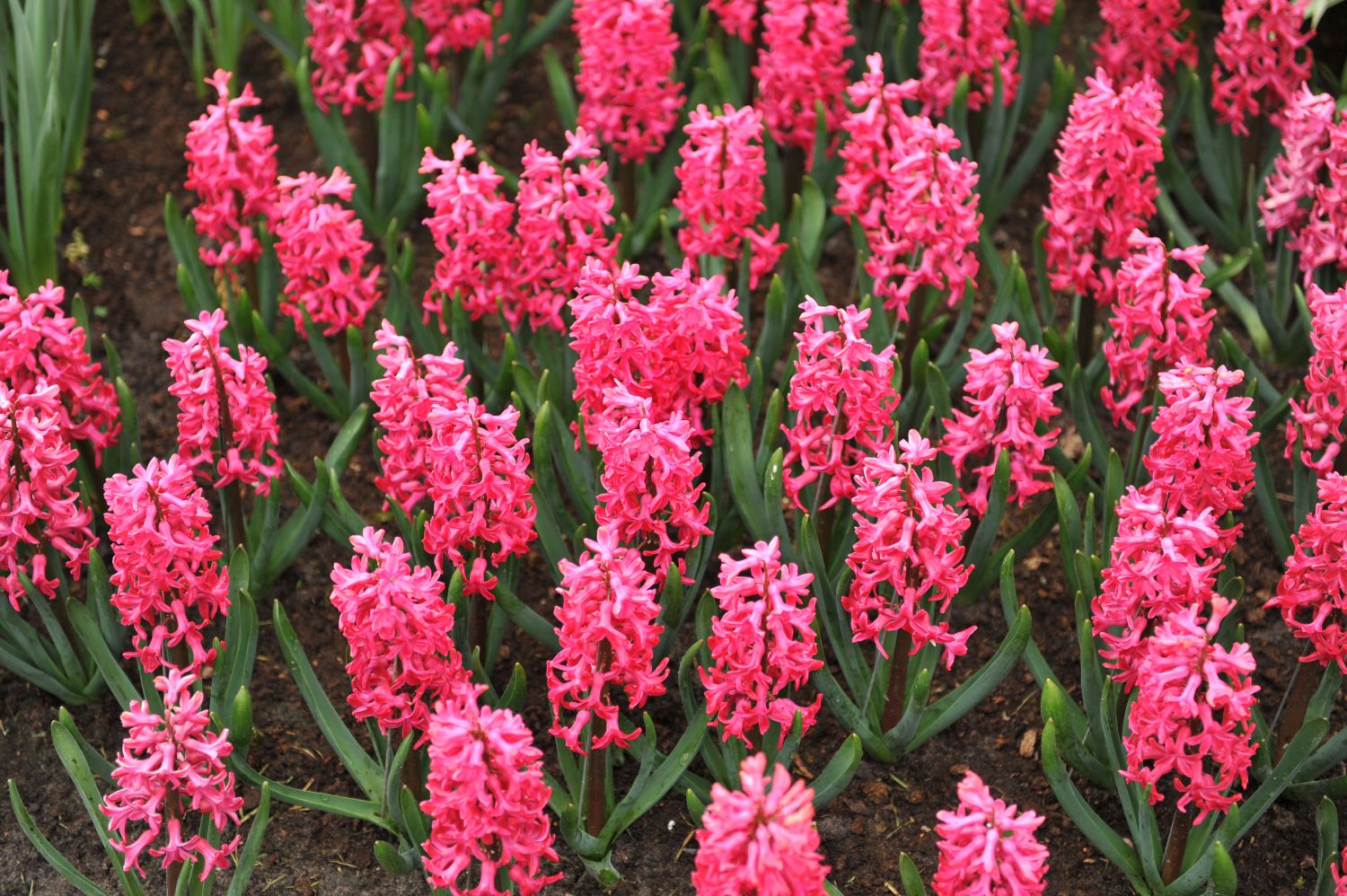 Hyacinths: how to grow these early bloomers - Plantura
