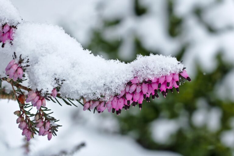 Winter flowering plants & shrubs - Plantura