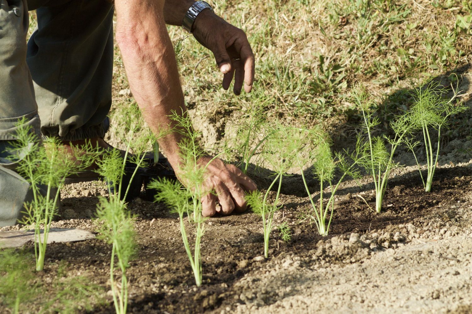Planting fennel: seeds, companion plants & more - Plantura