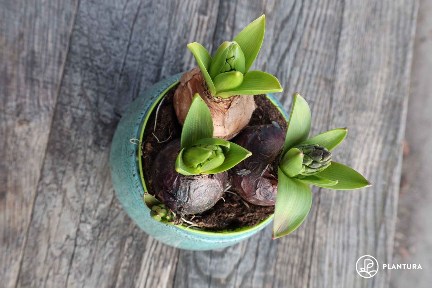 Hyacinths: how to grow these early bloomers - Plantura