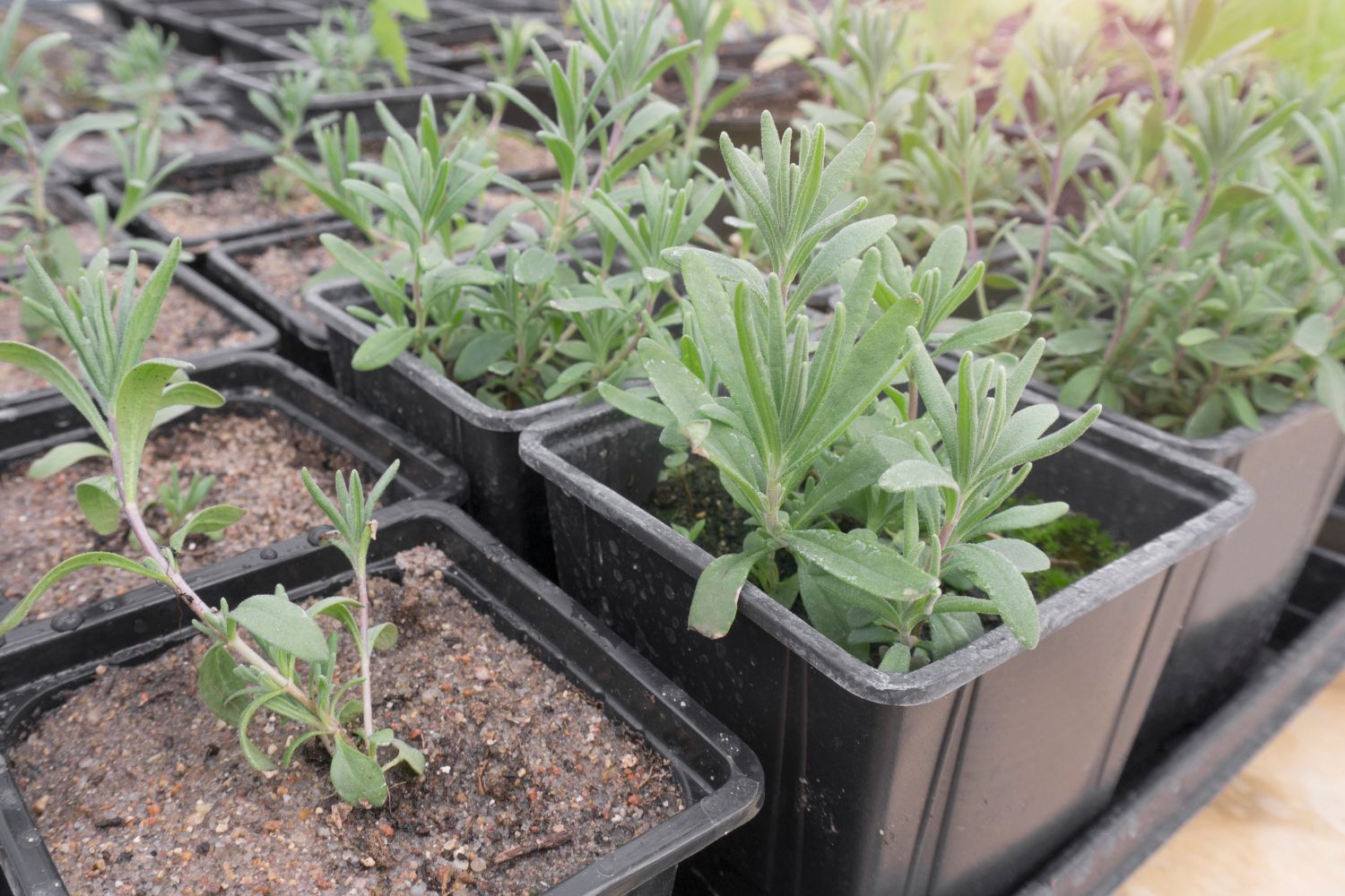 Planting lavender in the garden - Plantura