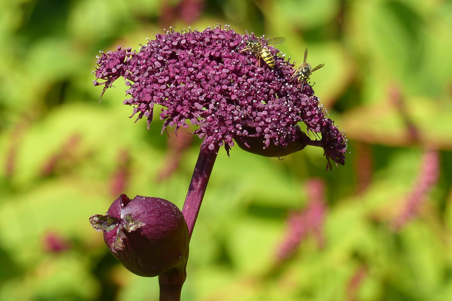 Angelica: varieties, care & uses - Plantura