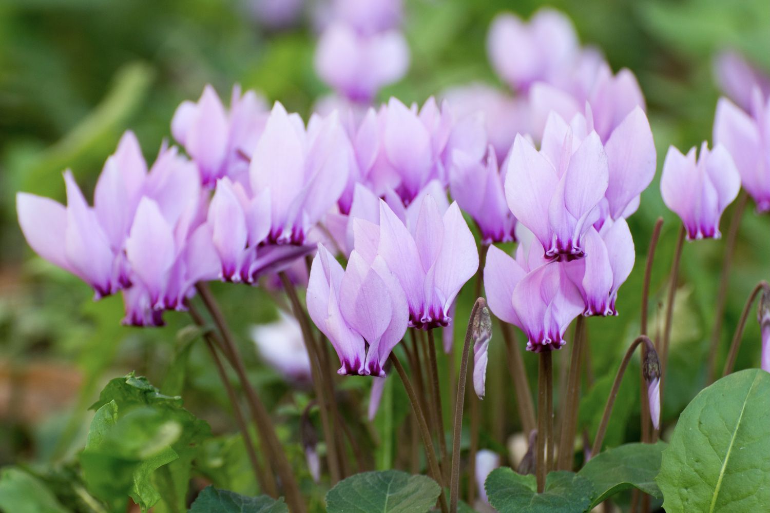 Cyclamen: everything about the ornamental plant - Plantura
