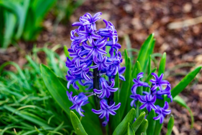 Hyacinths: how to grow these early bloomers - Plantura