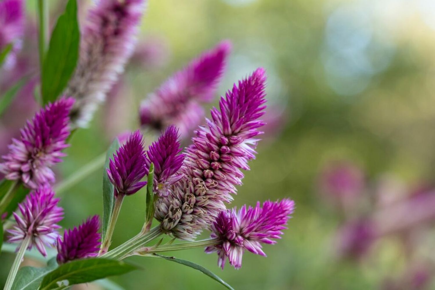 Celosia: plant care & the most beautiful varieties - Plantura