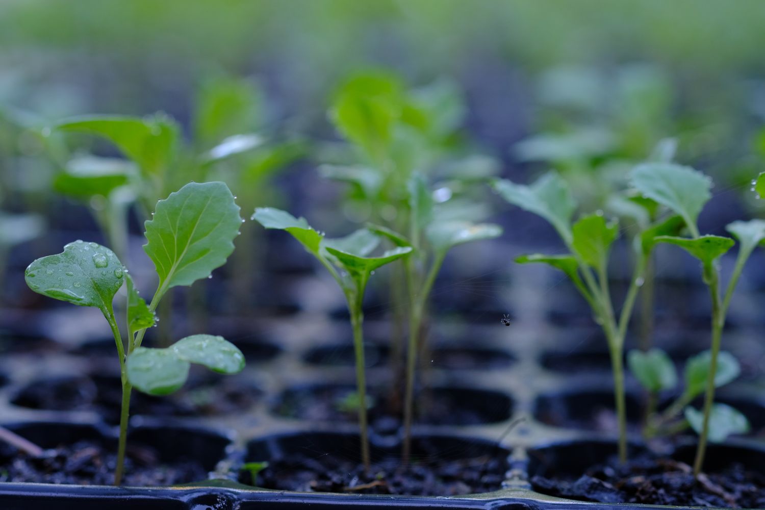 Pricking out seedlings: what, why & how - Plantura