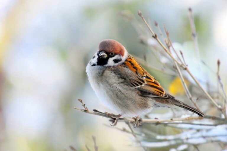 How to make your own bird food: recipes & tips - Plantura