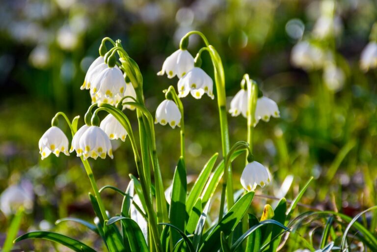 Spring flowering plants: top 15 spring blooms - Plantura