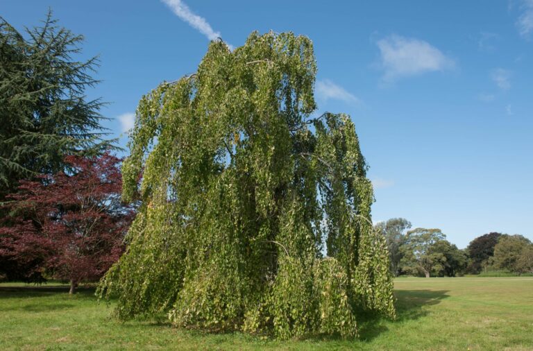 Katsura tree: varieties, aroma & autumn colour - Plantura