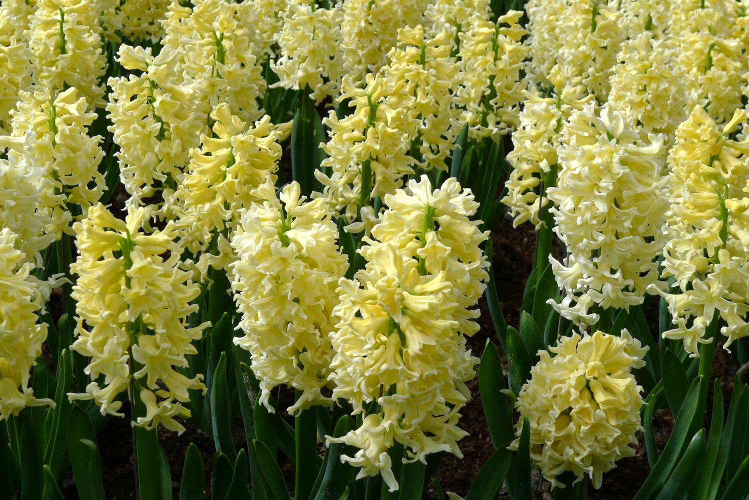 Hyacinths: how to grow these early bloomers - Plantura