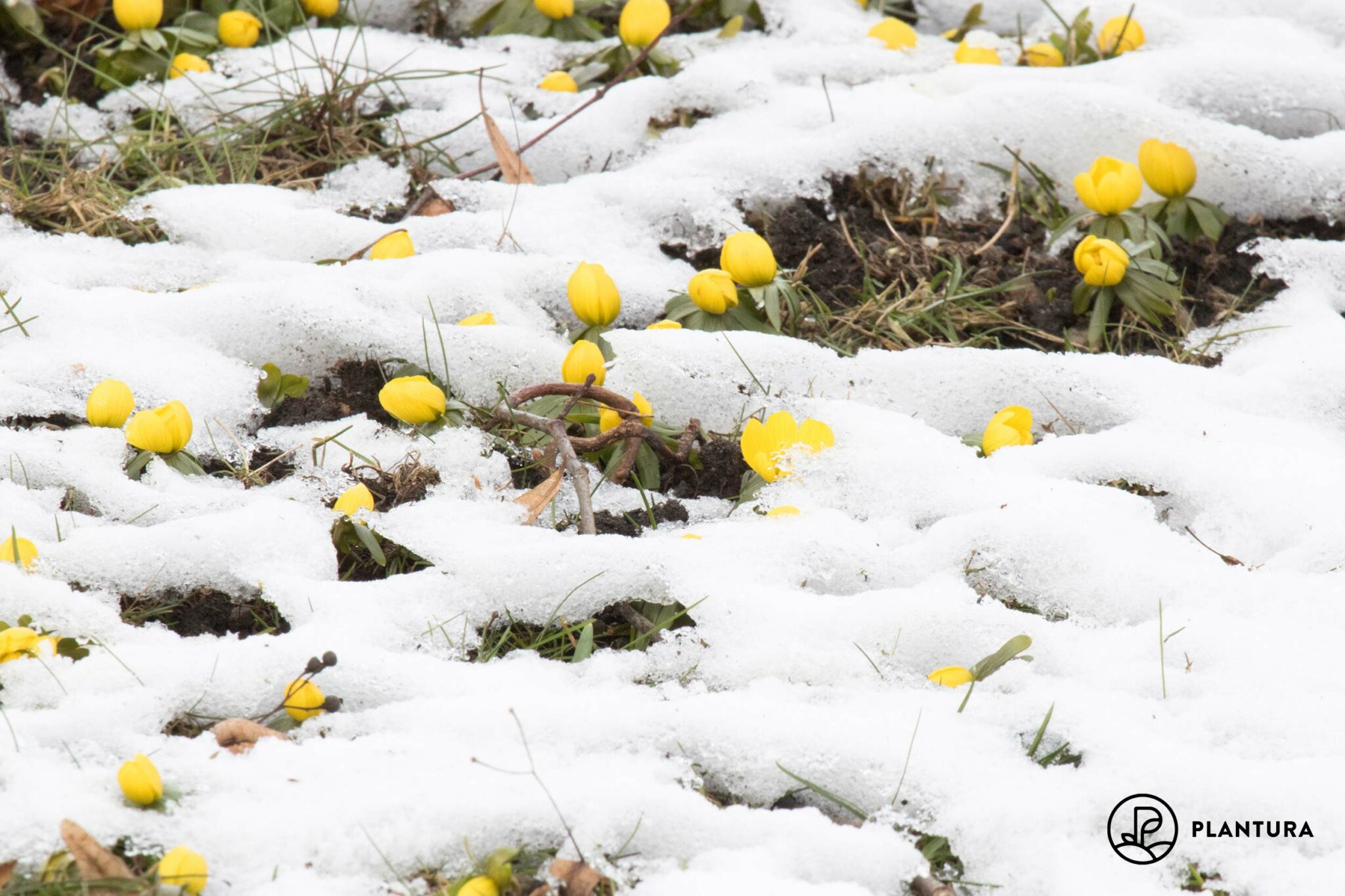Winter aconite: care & propagation tips - Plantura