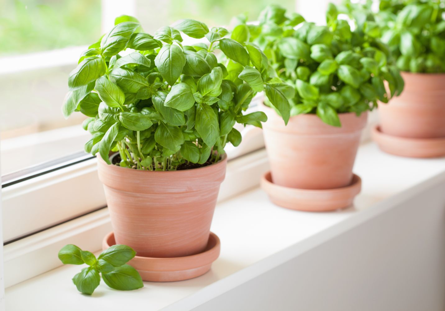 Herbs for growing on a windowsill - Plantura