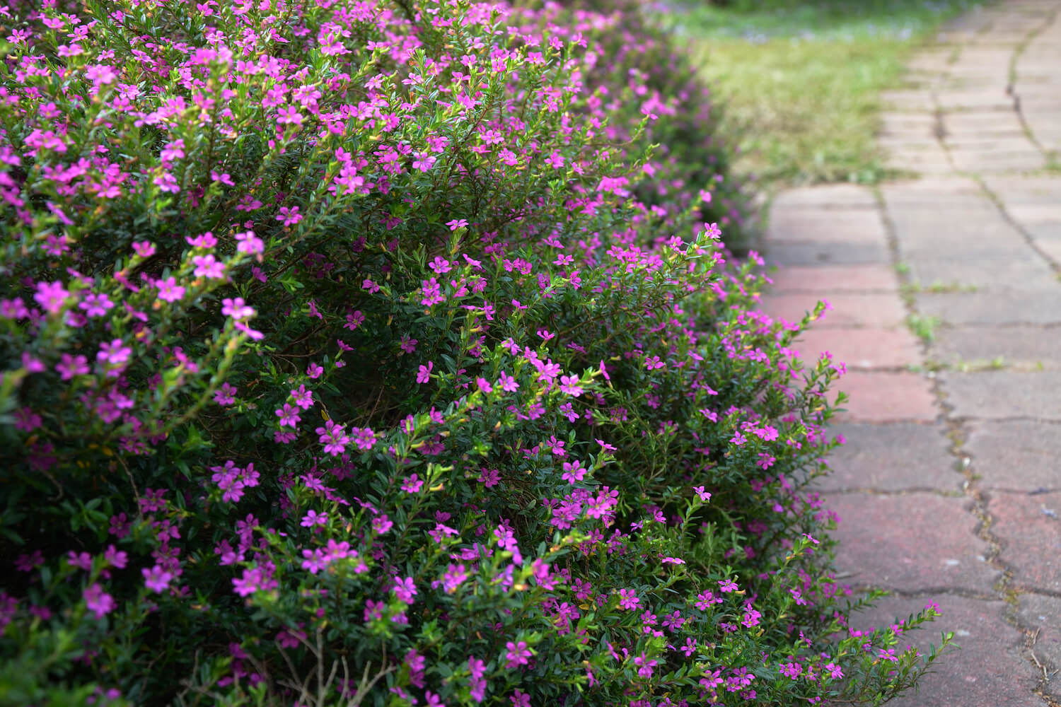 Cuphea: varieties, care & propagation - Plantura