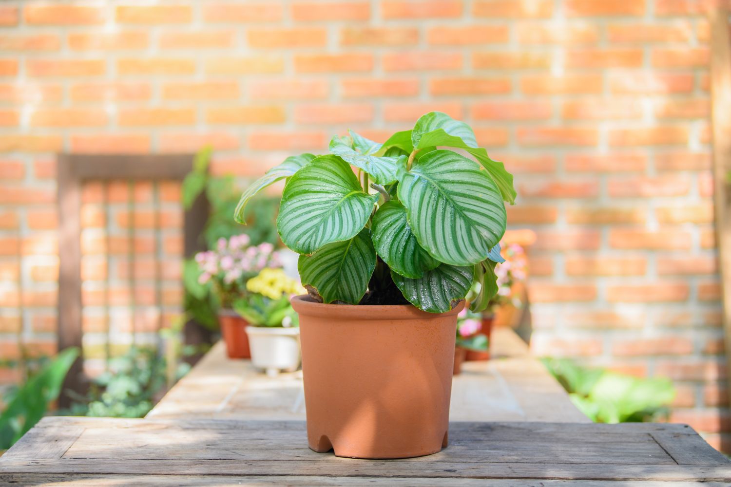 Calathea orbifolia: care tips & propagation - Plantura