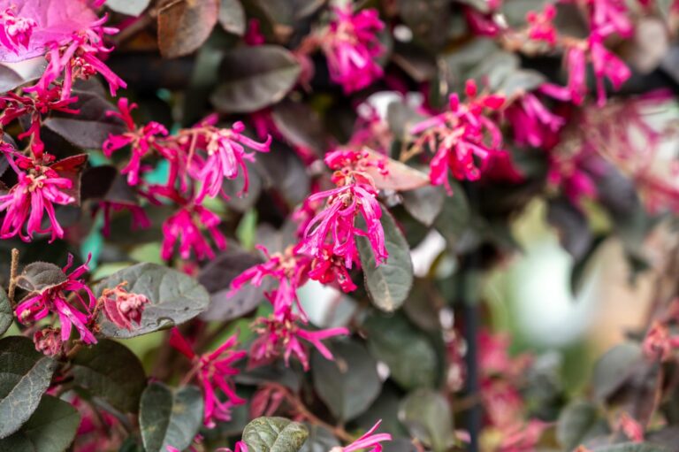 Chinese fringe flower: varieties, planting & care - Plantura