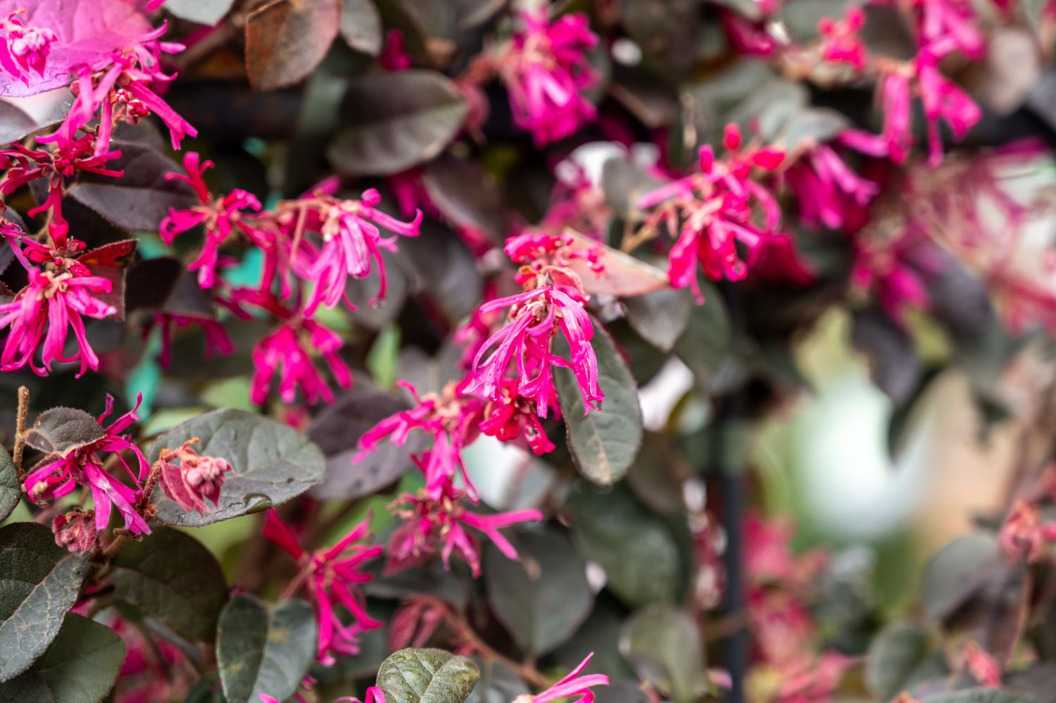 Chinese fringe flower: varieties, planting & care - Plantura