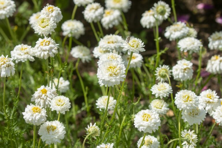 Roman chamomile: cultivation & uses - Plantura