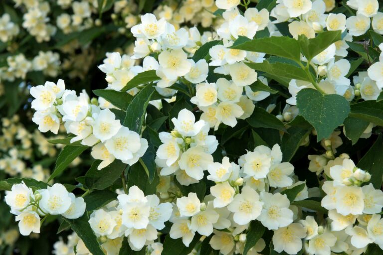 Flowering hedge plants for the garden - Plantura