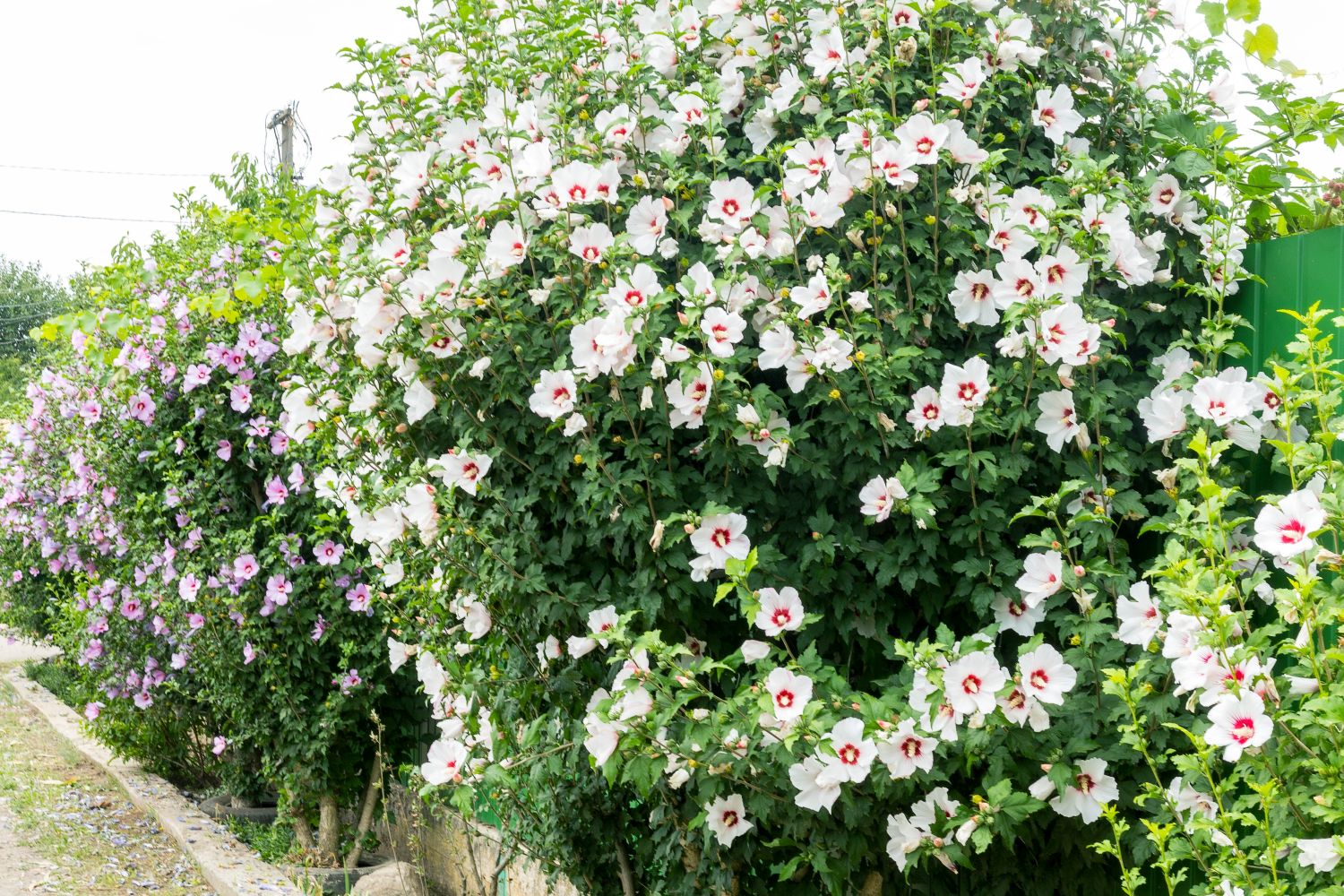 Flowering hedge plants for the garden - Plantura