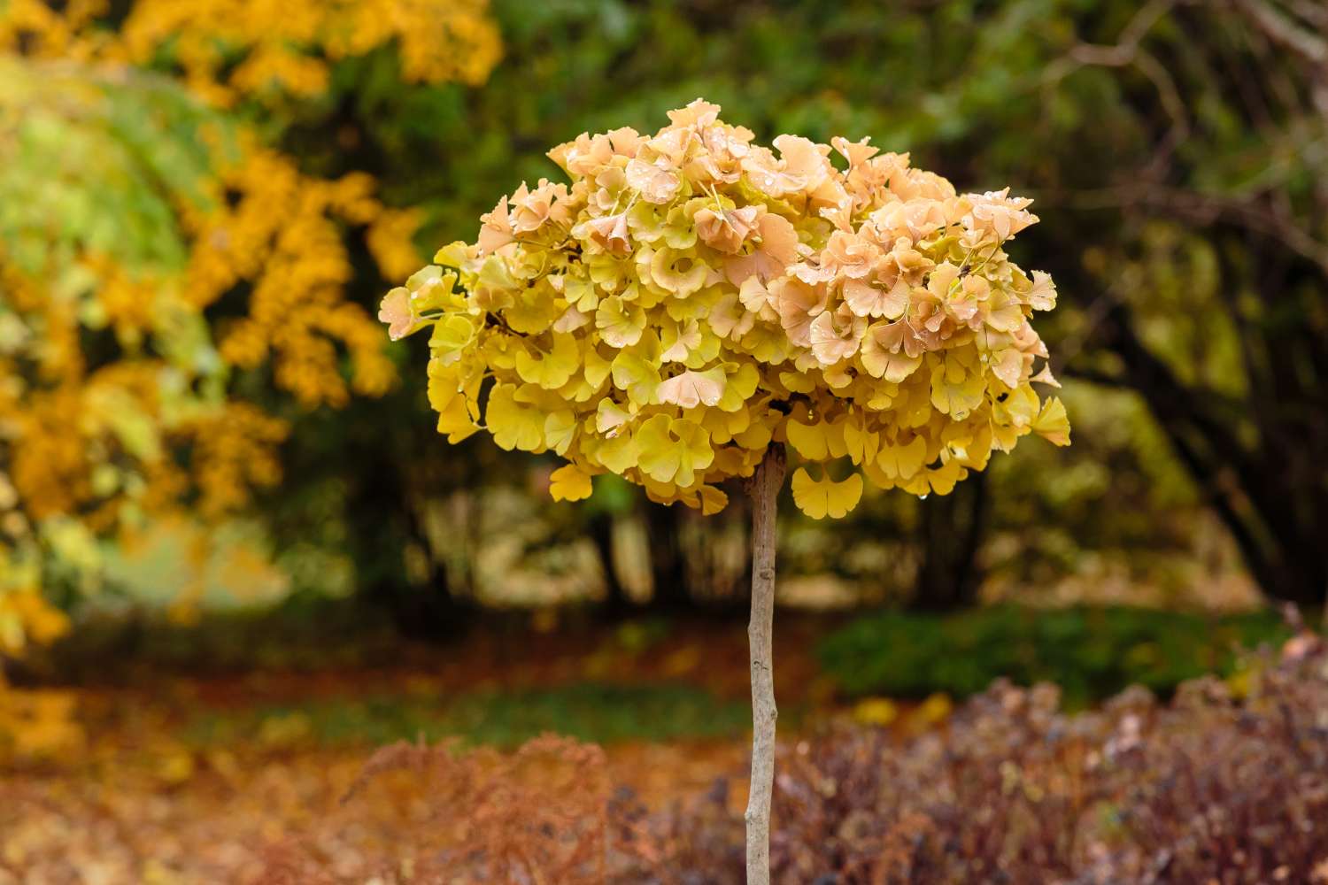 Ginkgo: planting, maintaining & benefits - Plantura