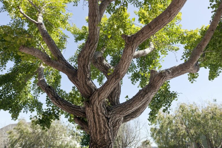 Ginkgo: planting, maintaining & benefits - Plantura