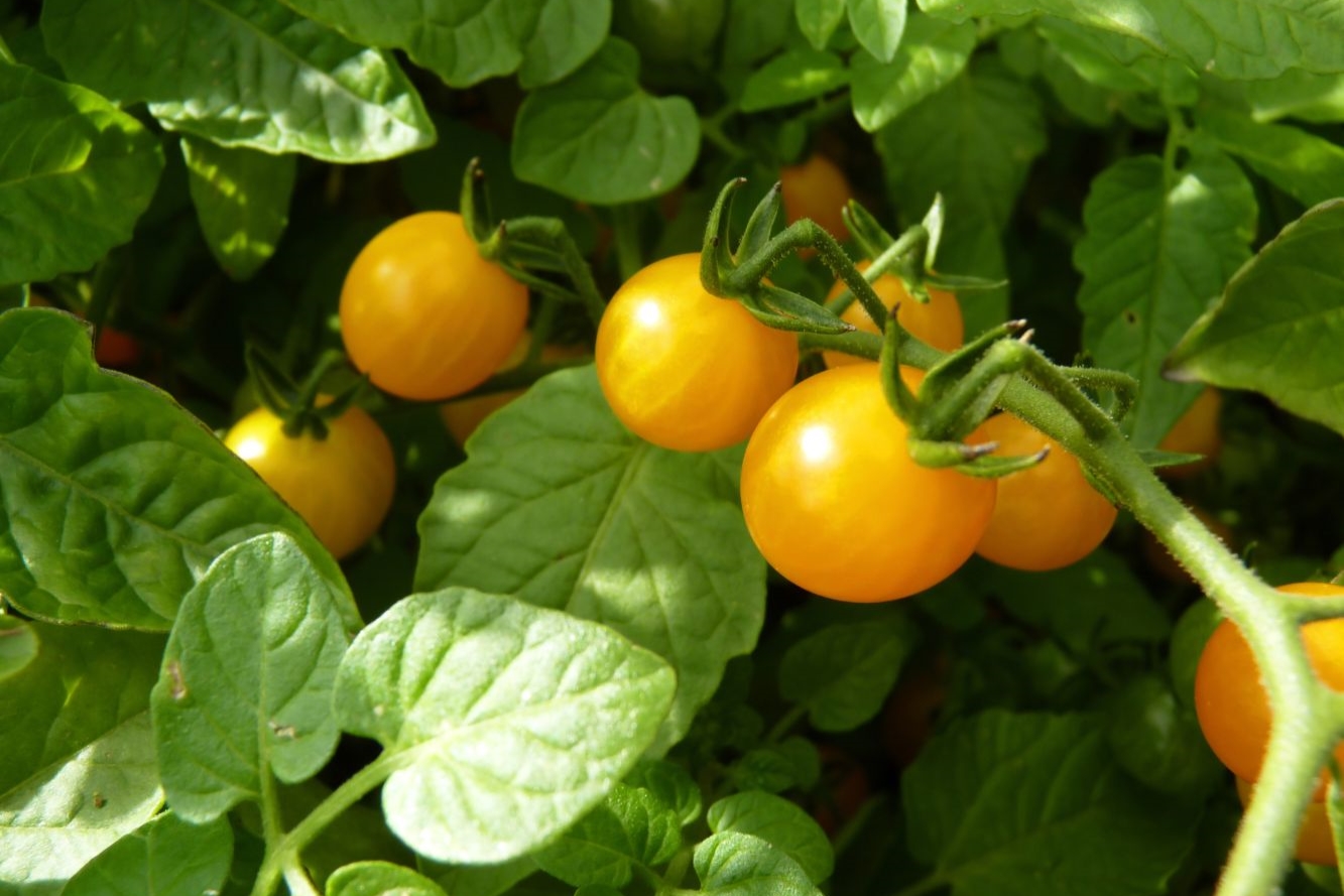 Yellow tomatoes: varieties & planting tips - Plantura