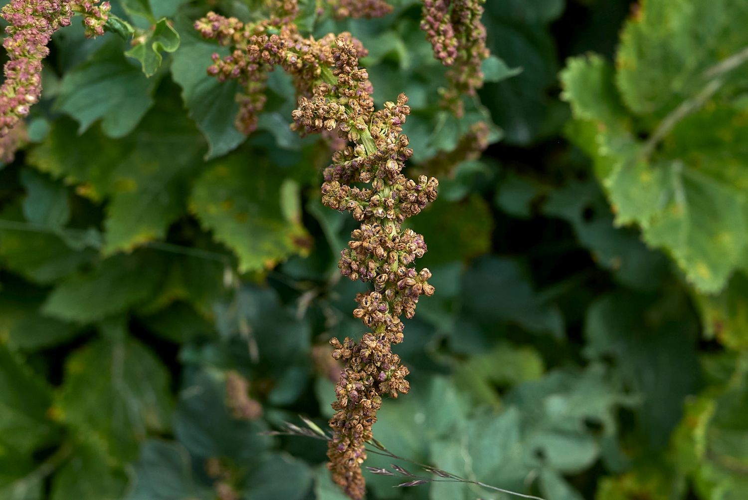 Good King Henry: growing, location & use - Plantura