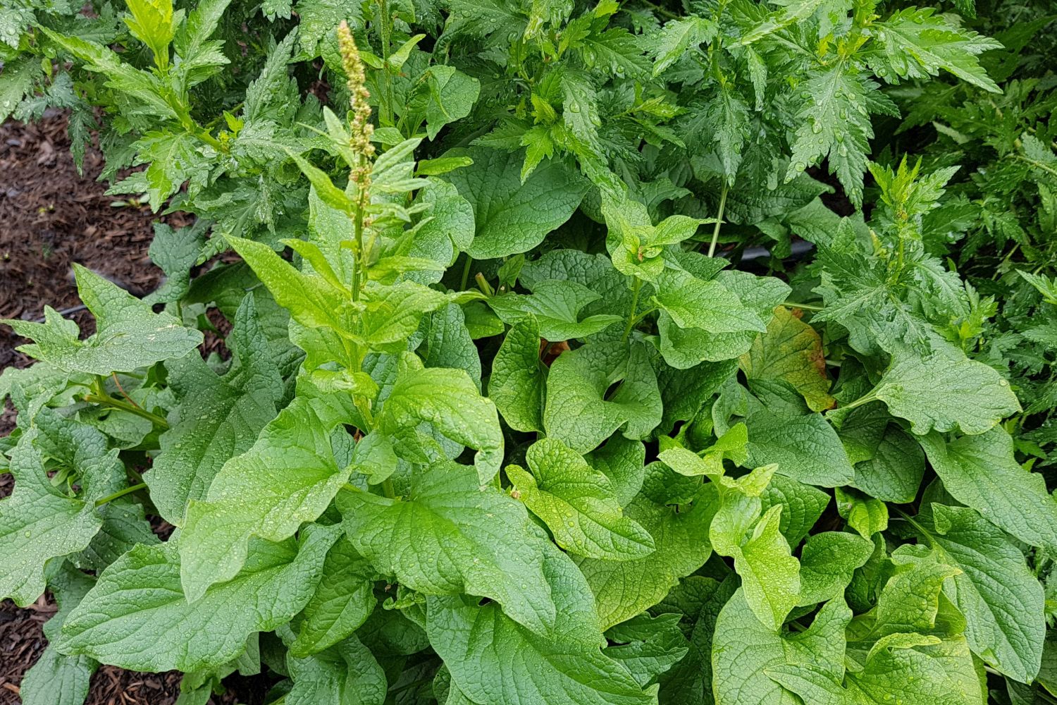 Good King Henry: growing, location & use - Plantura