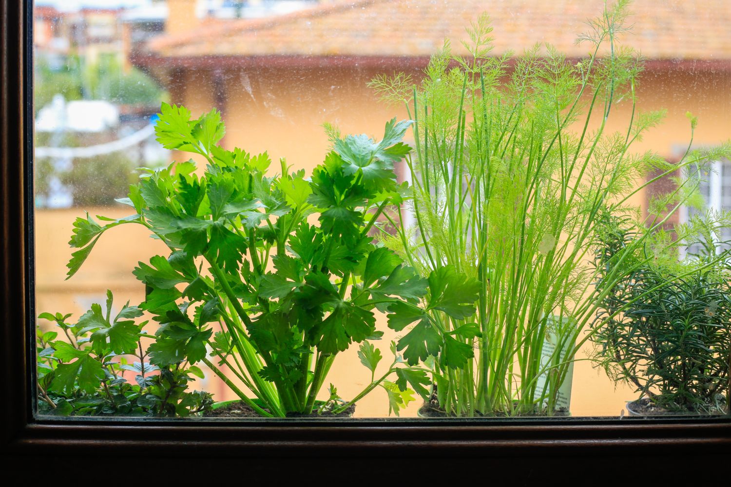 Herbs for growing on a windowsill - Plantura