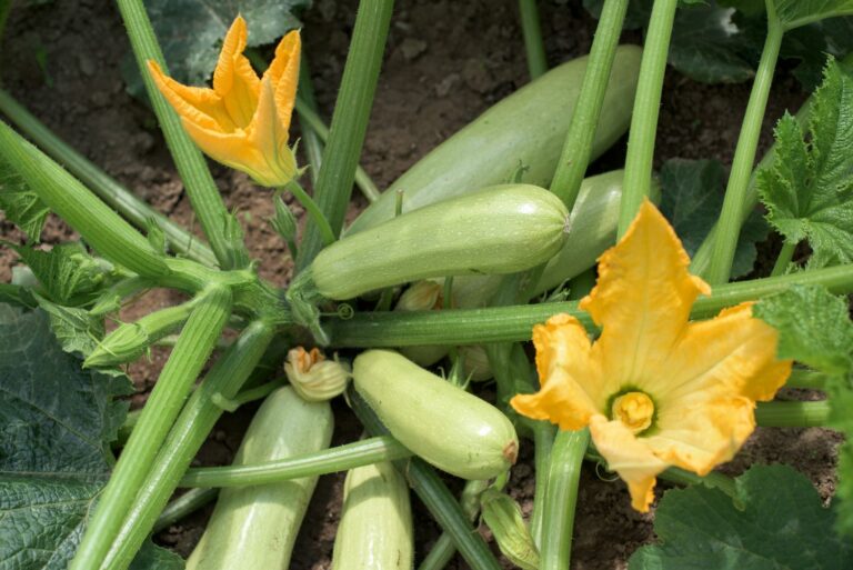 Courgette varieties: white, yellow & round ones - Plantura