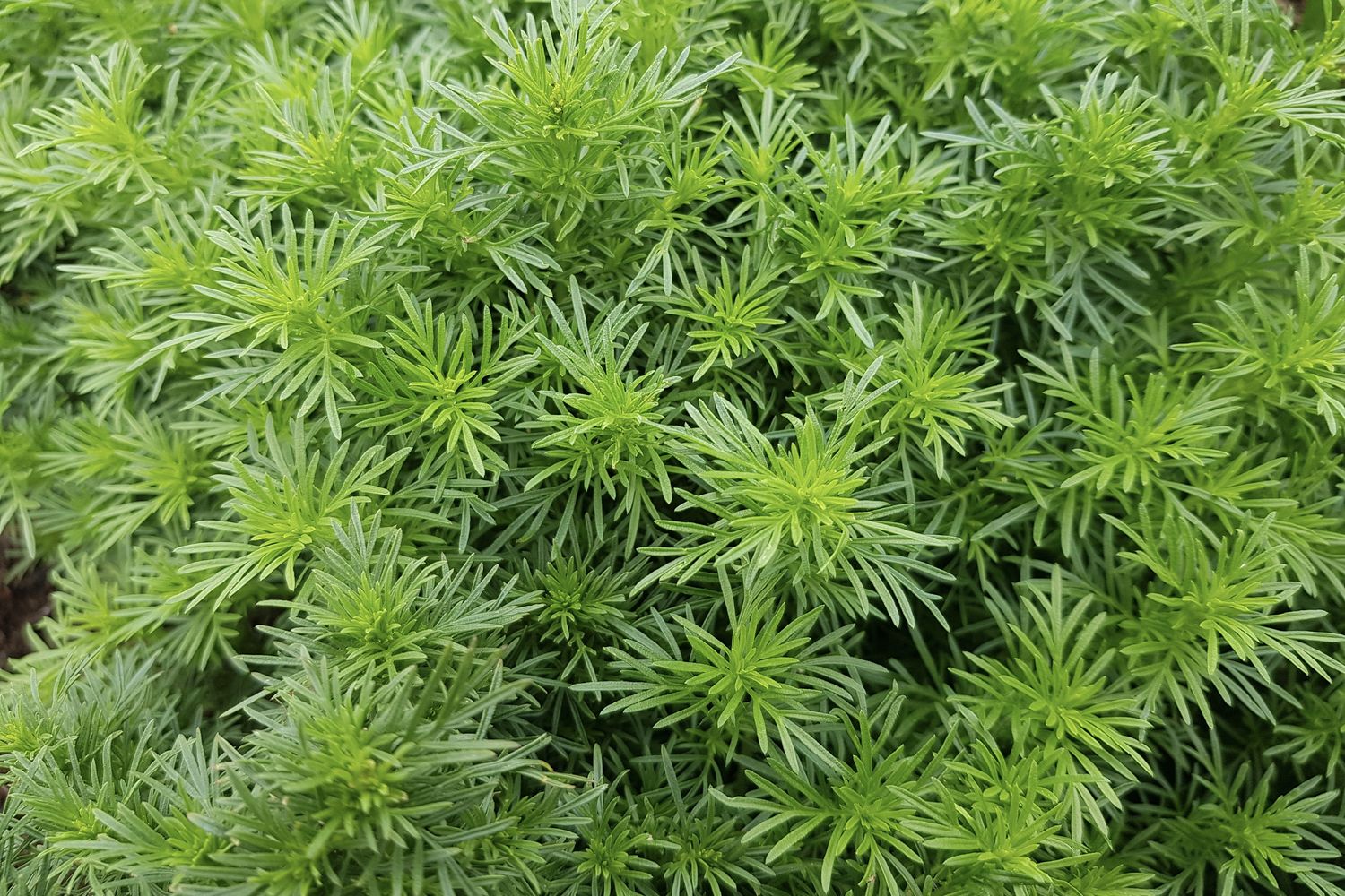 Marigolds: how to grow & varieties of Tagetes - Plantura